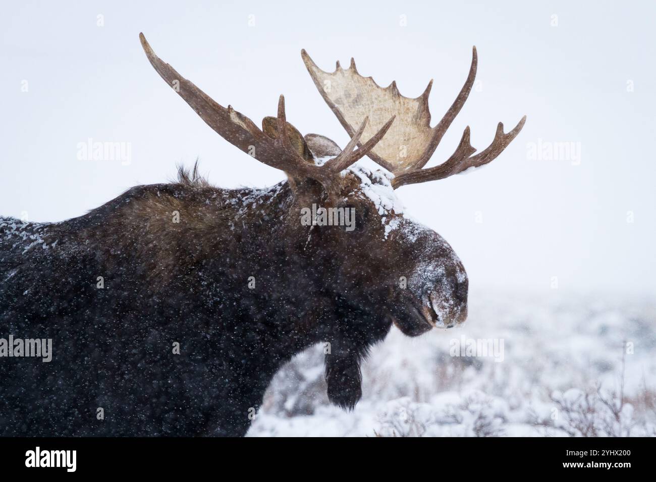 A bull moose stands in a snow storm covered in snow in Grand Teton ...