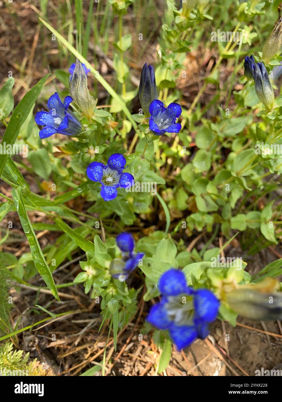 Mountain Bog Gentian (Gentiana calycosa Stock Photo - Alamy