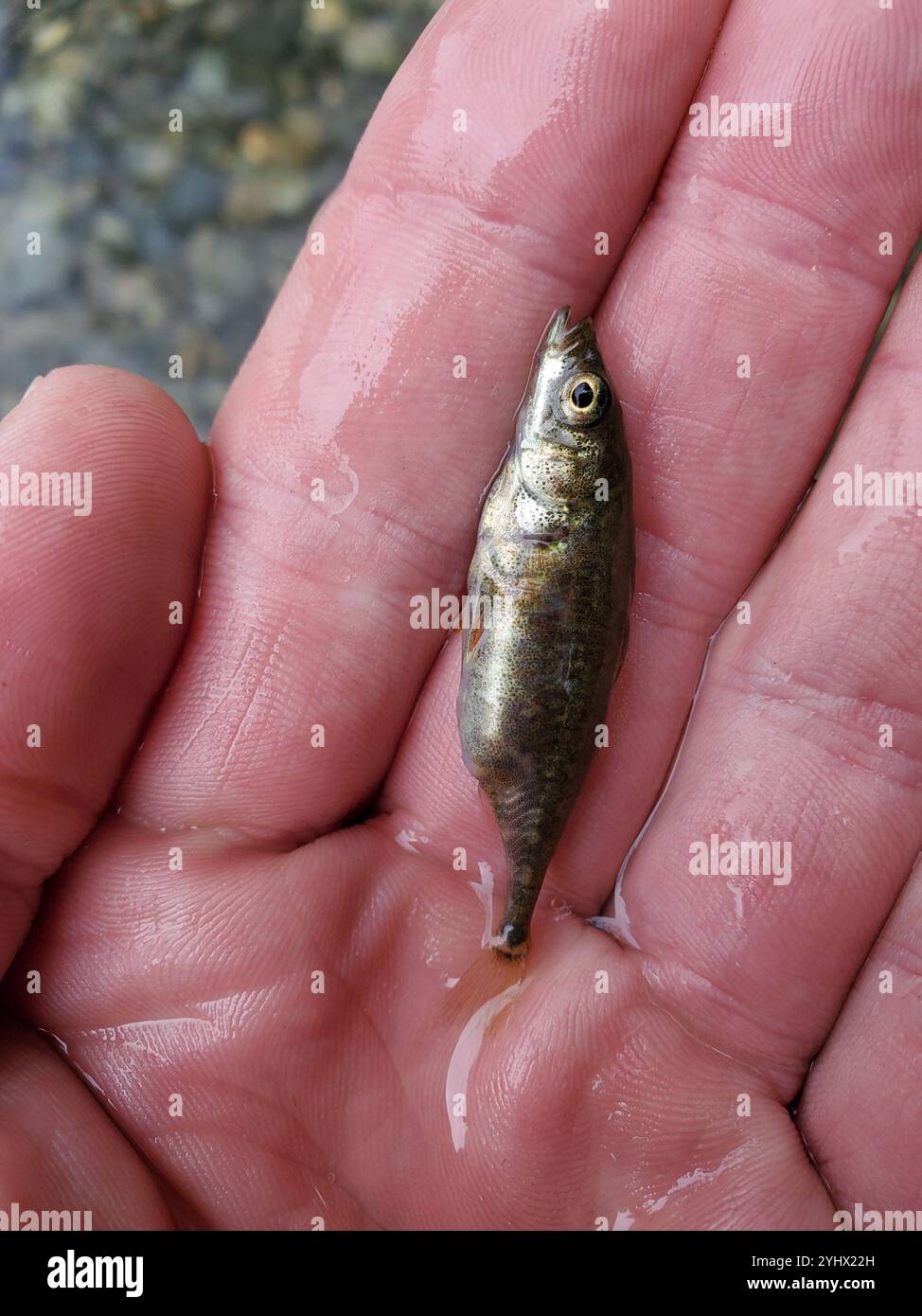 Threespine Stickleback (Gasterosteus aculeatus Stock Photo - Alamy