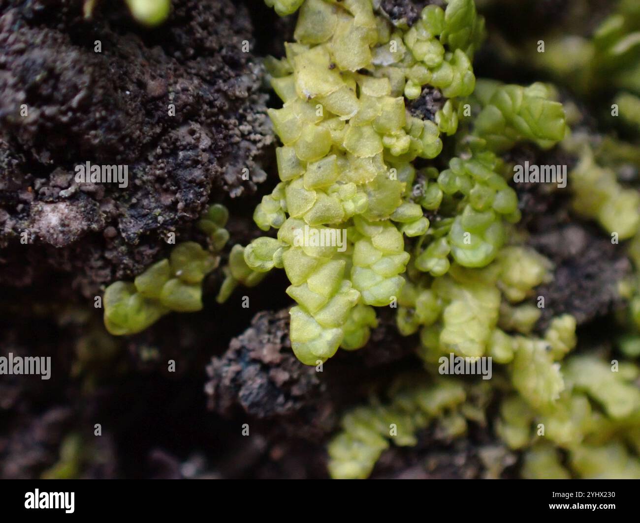 Flat-leaved Scalewort (Radula complanata Stock Photo - Alamy