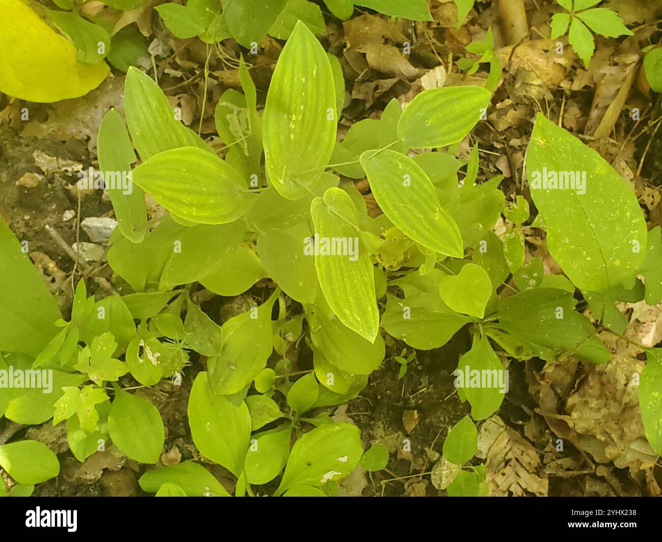 perfoliate bellwort (Uvularia perfoliata Stock Photo - Alamy