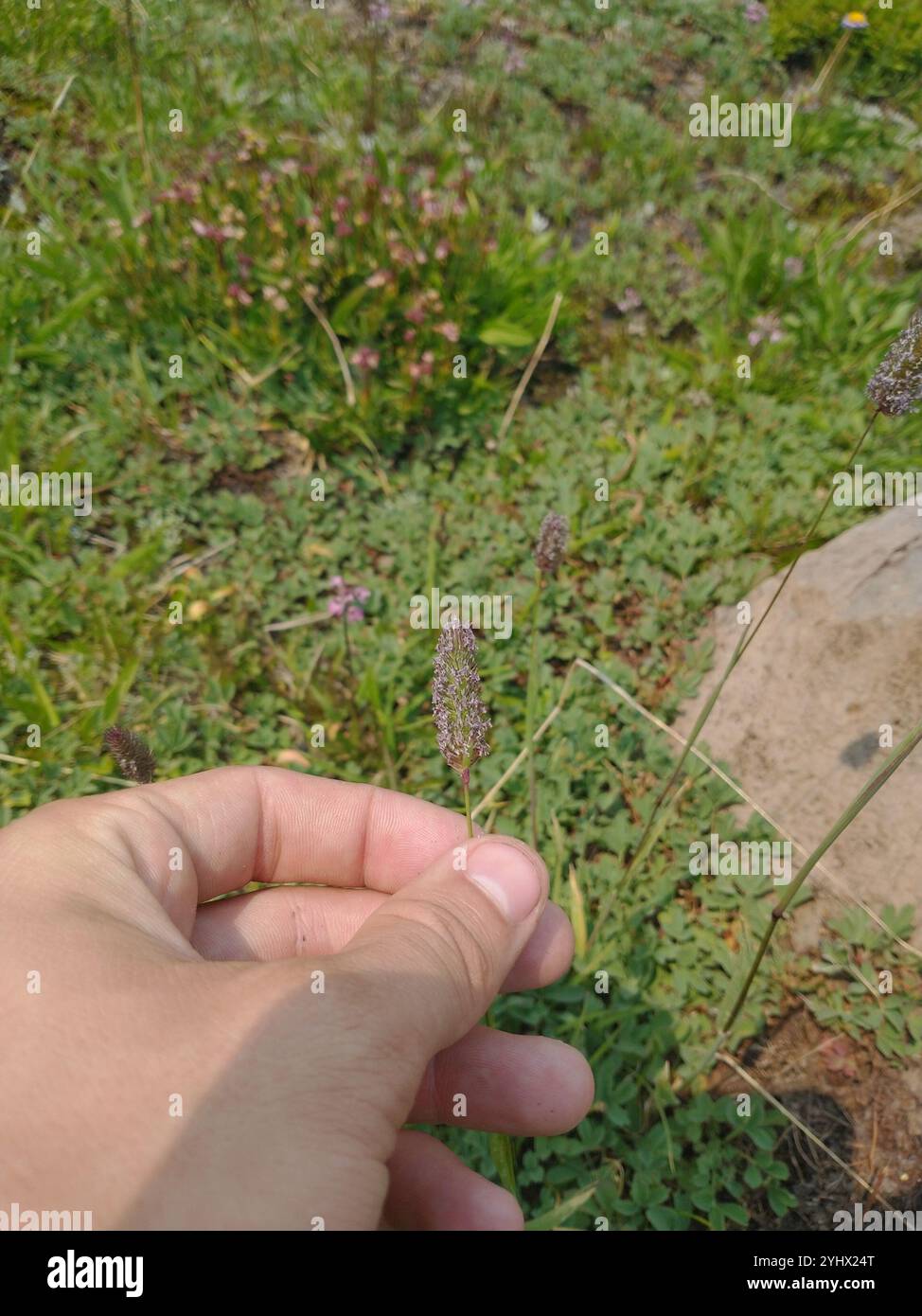 Alpine Timothy (Phleum alpinum Stock Photo - Alamy