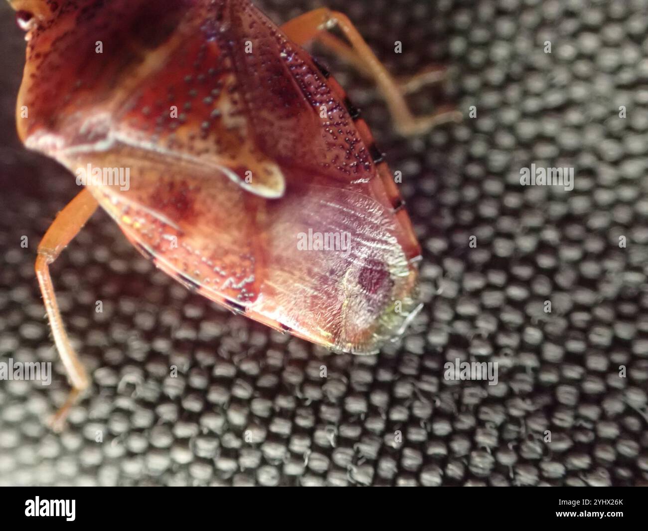 Edge-striped Shield Bug (Elasmucha lateralis Stock Photo - Alamy