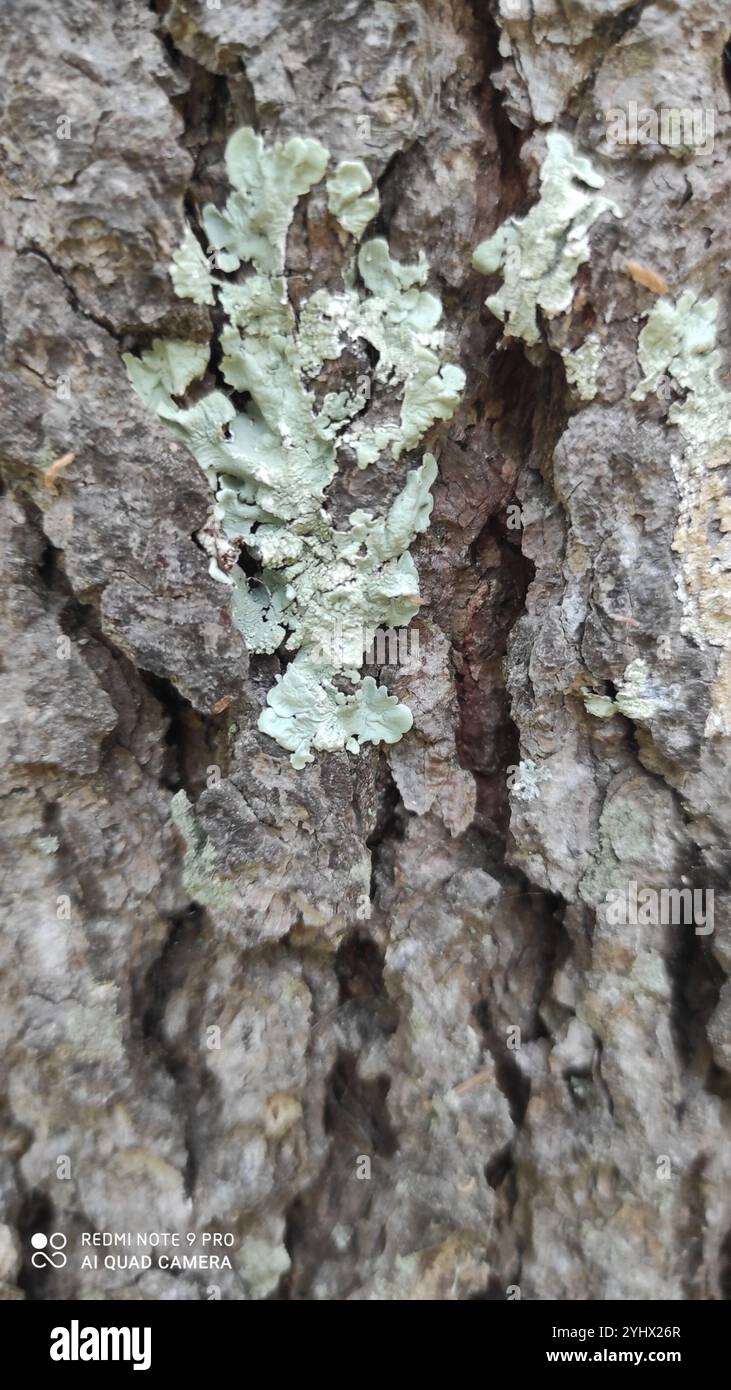 common greenshield lichen (Flavoparmelia caperata Stock Photo - Alamy