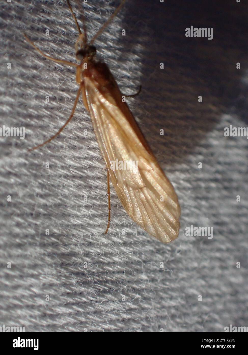 Northern caddisflies hi-res stock photography and images - Alamy