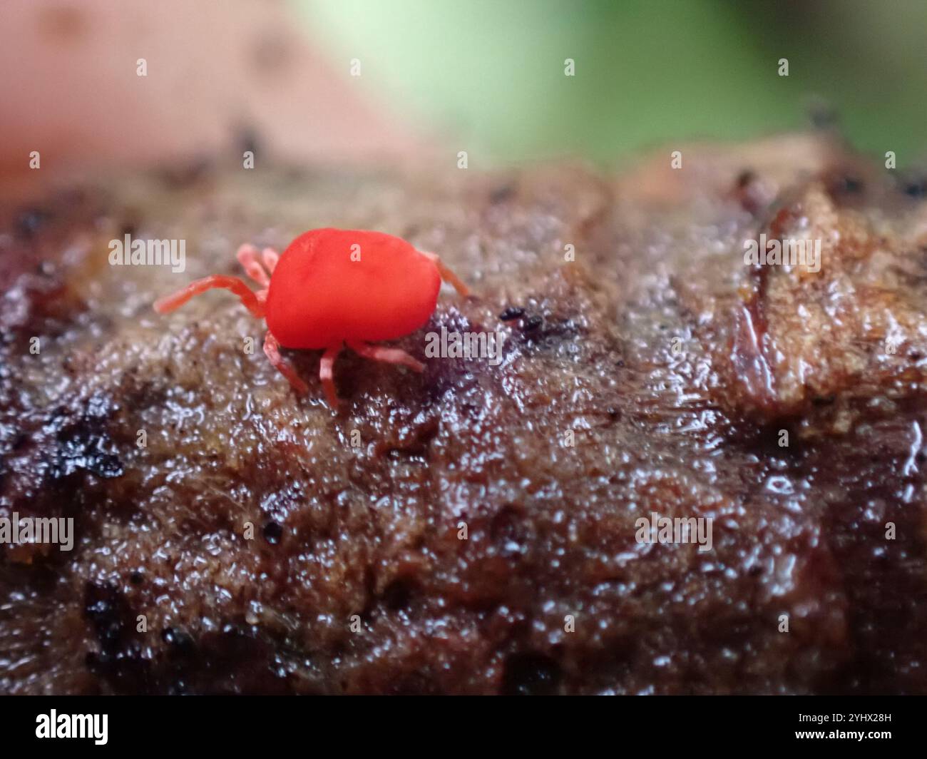 Trombidiform hi-res stock photography and images - Alamy