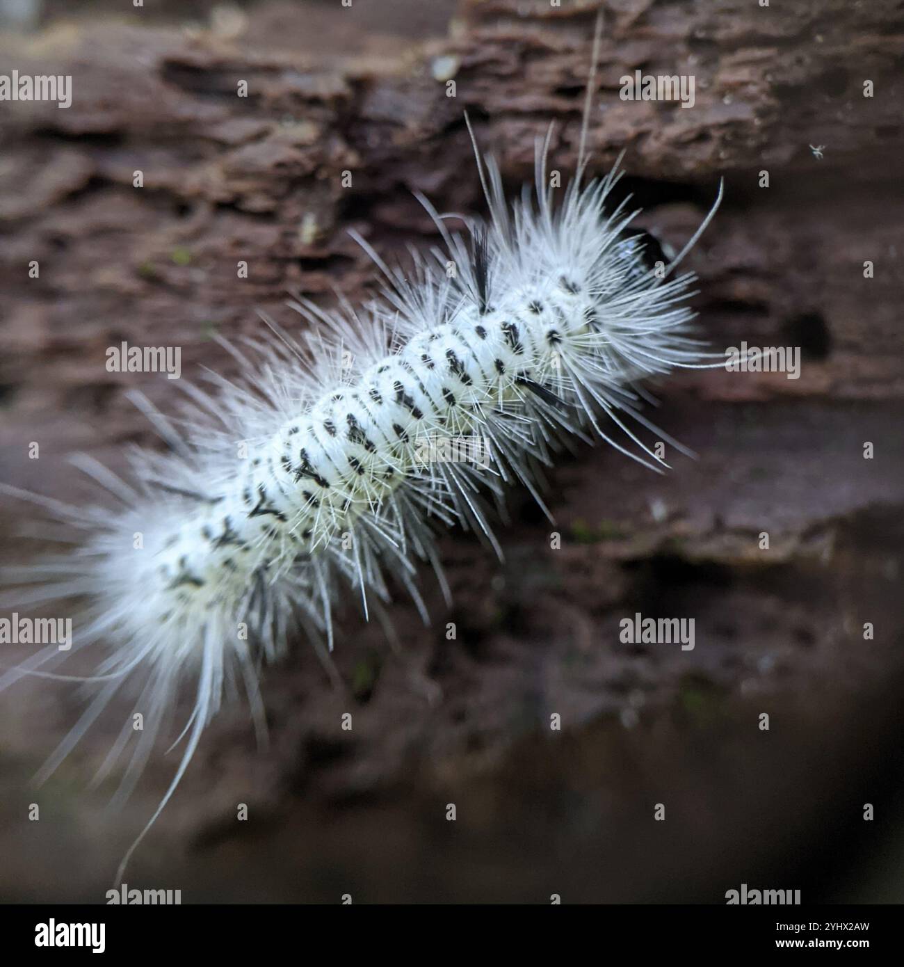 Hickory Tussock Moth (Lophocampa caryae Stock Photo - Alamy