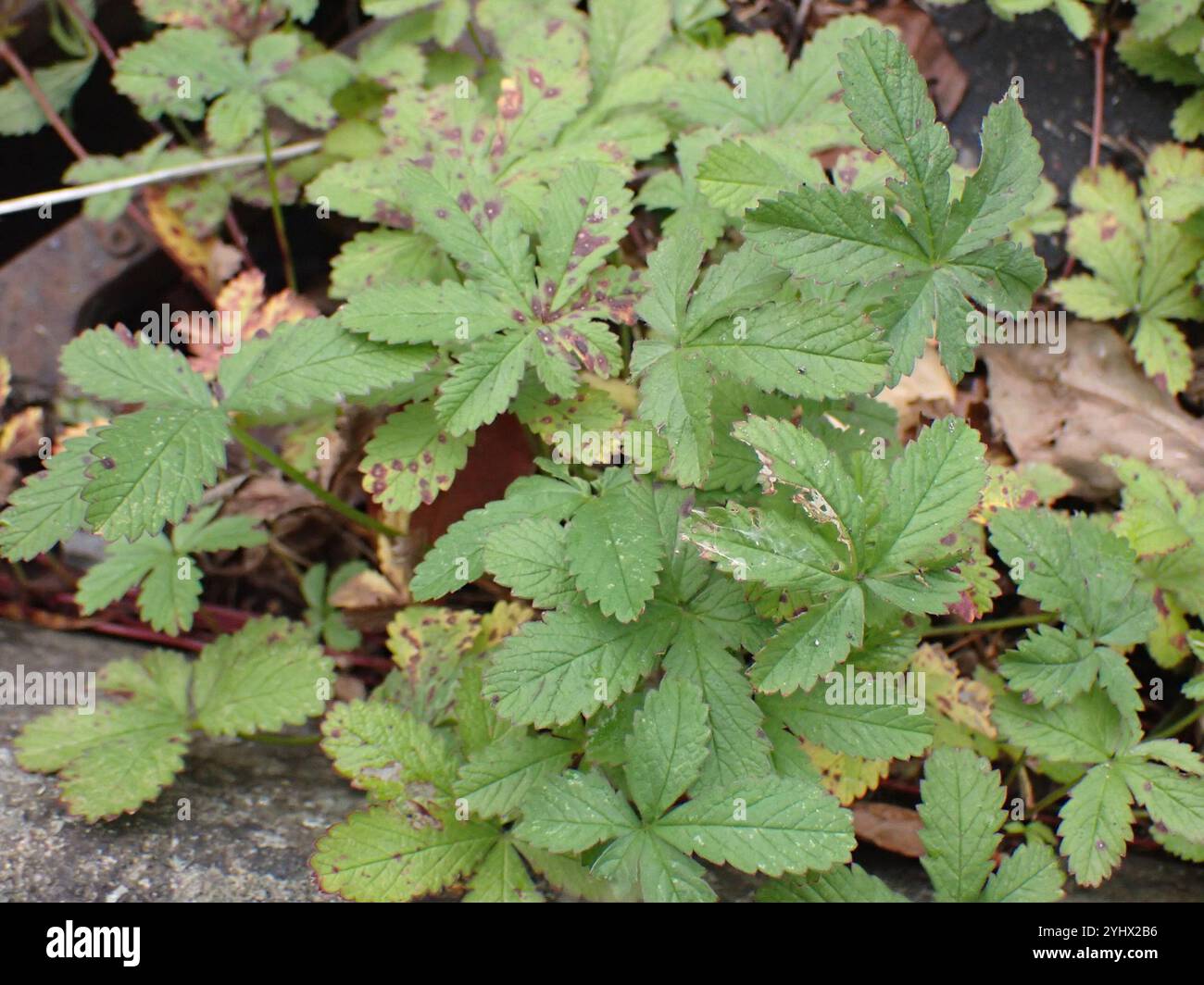 Creeping cinquefoil (Potentilla reptans Stock Photo - Alamy