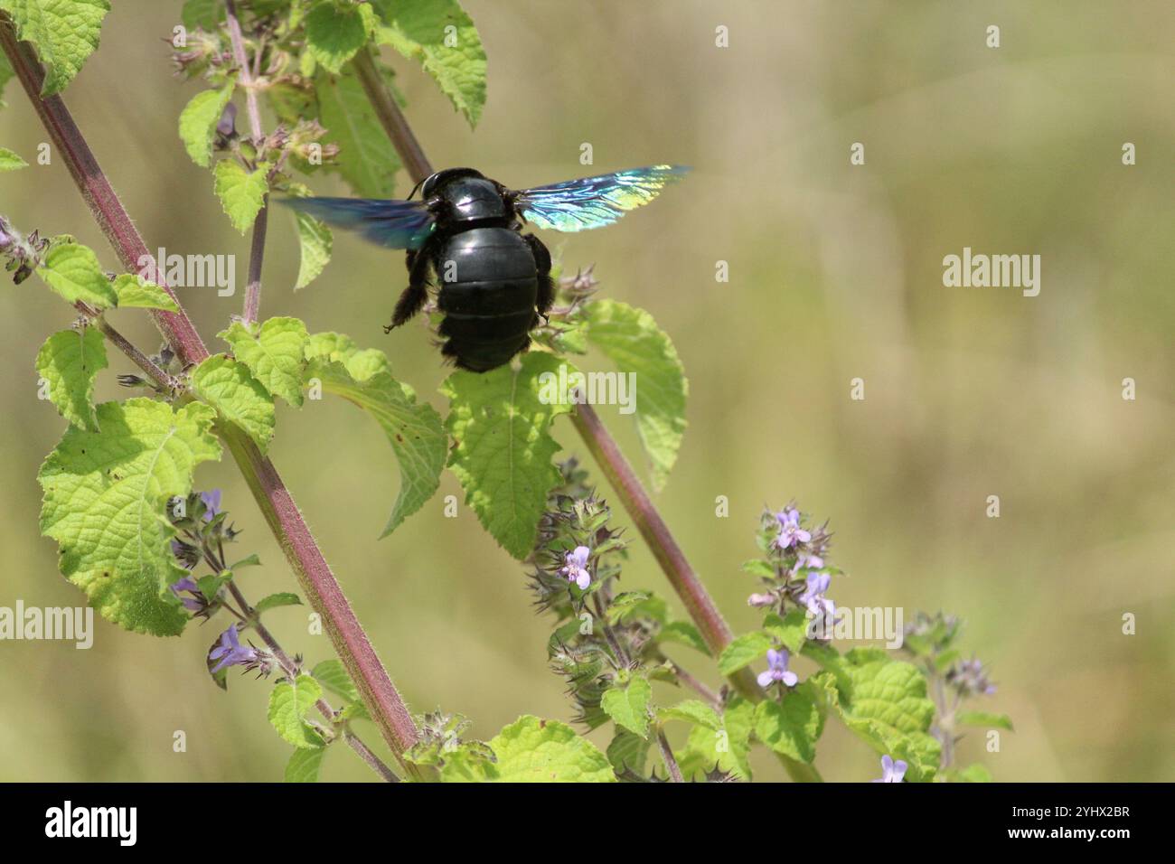 Slender scaped carpenter bee hi-res stock photography and images - Alamy
