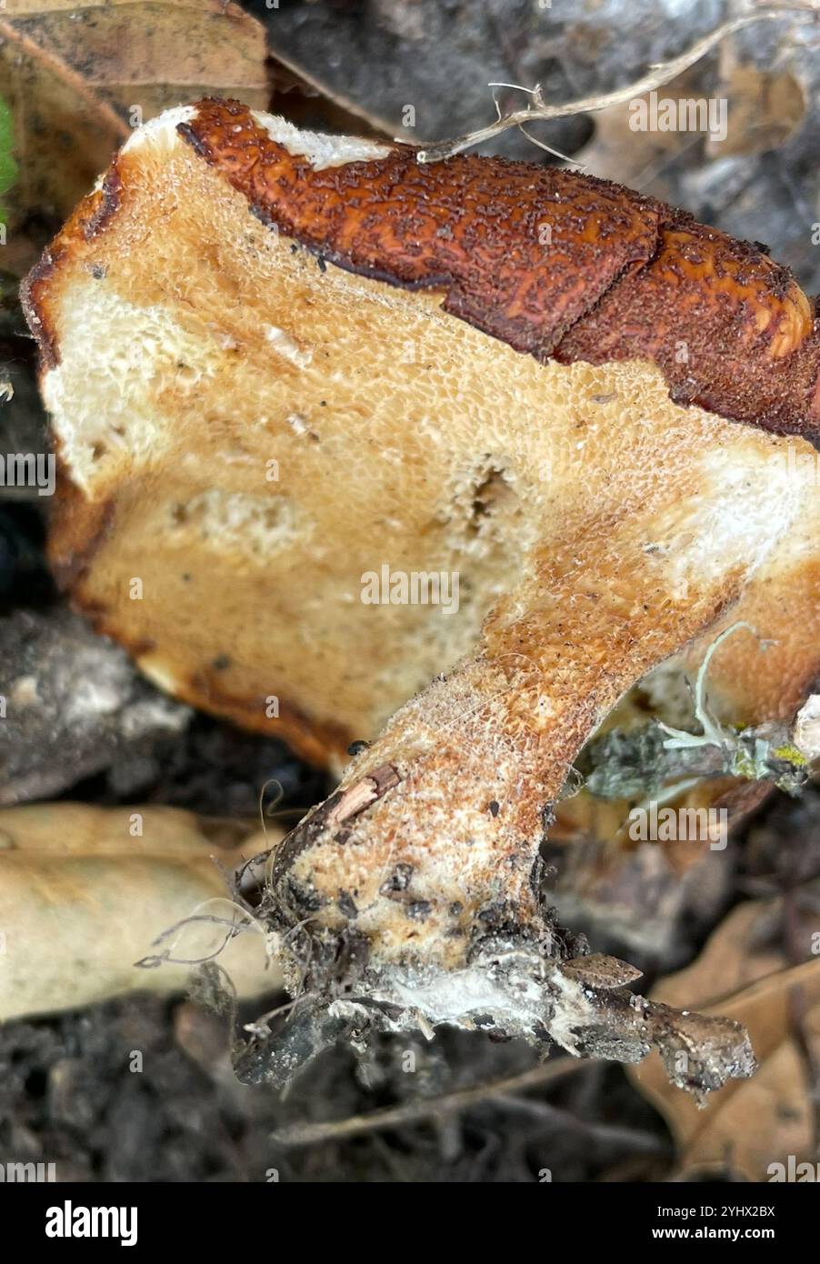 Polyporus tuberaster hi-res stock photography and images - Alamy