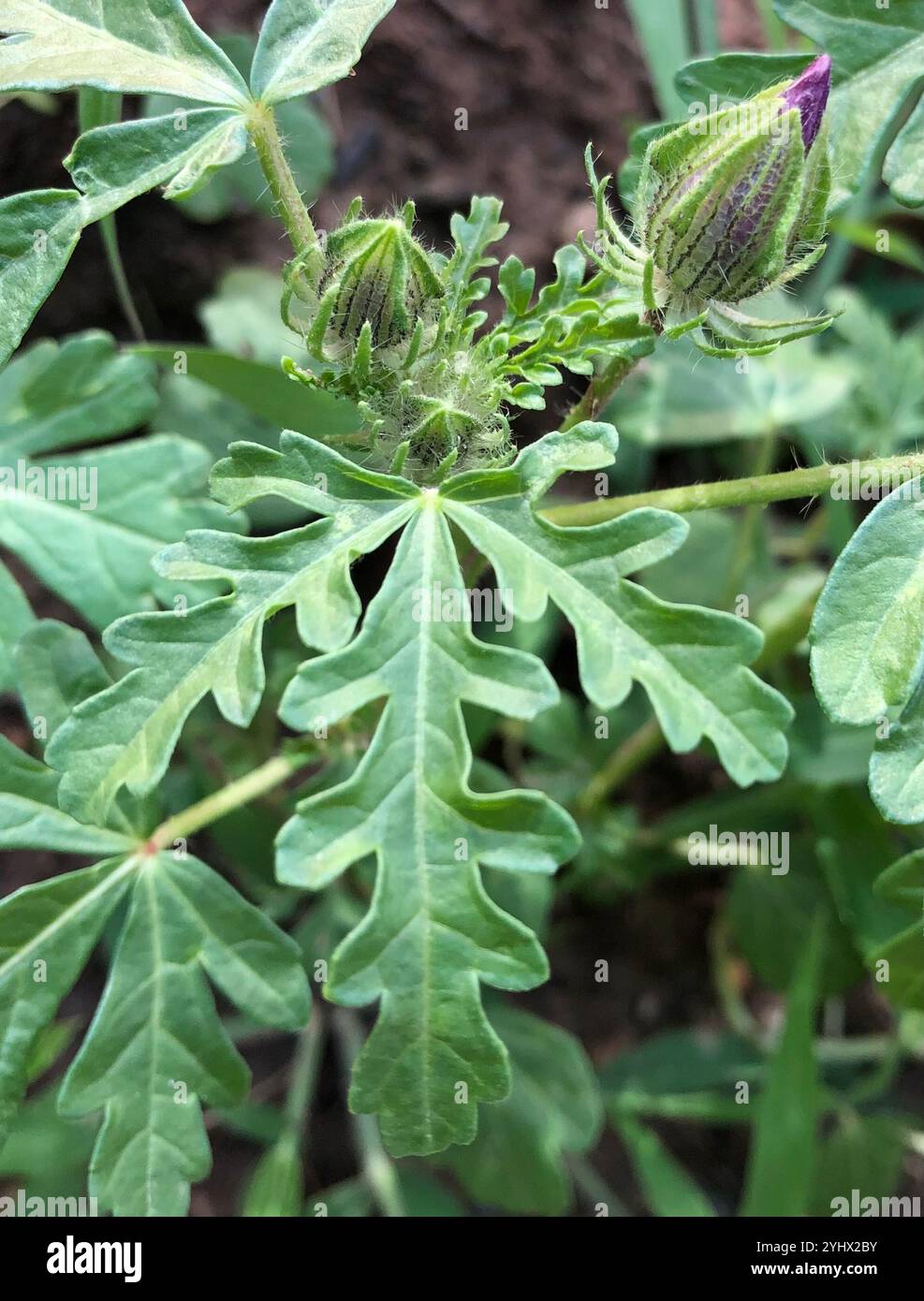 flower-of-an-hour (Hibiscus trionum Stock Photo - Alamy