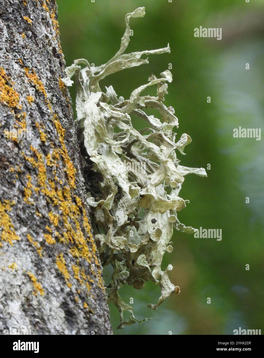 Cartilage lichen hi-res stock photography and images - Alamy