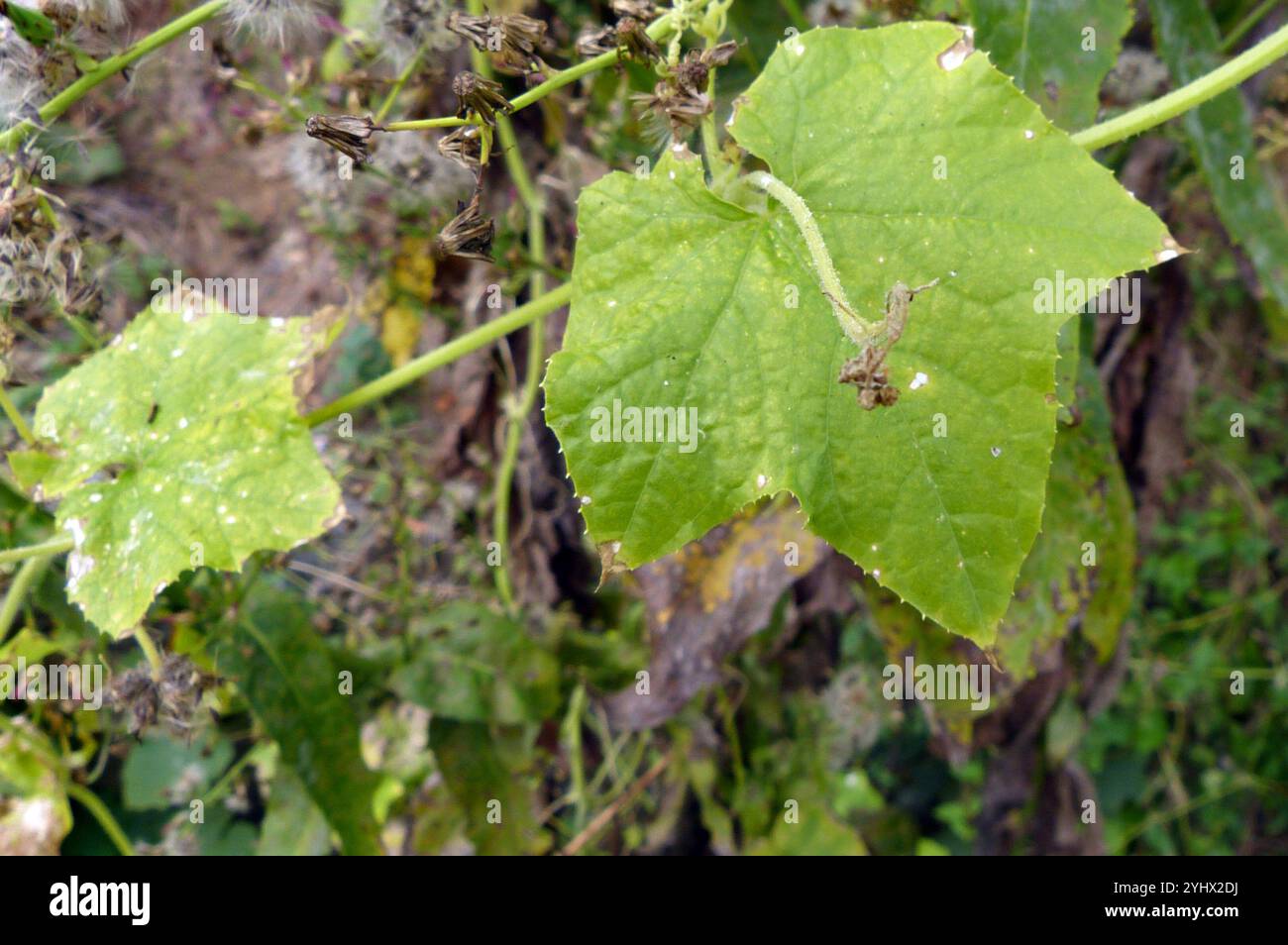 Oneseed Bur Cucumber (Sicyos angulatus Stock Photo - Alamy