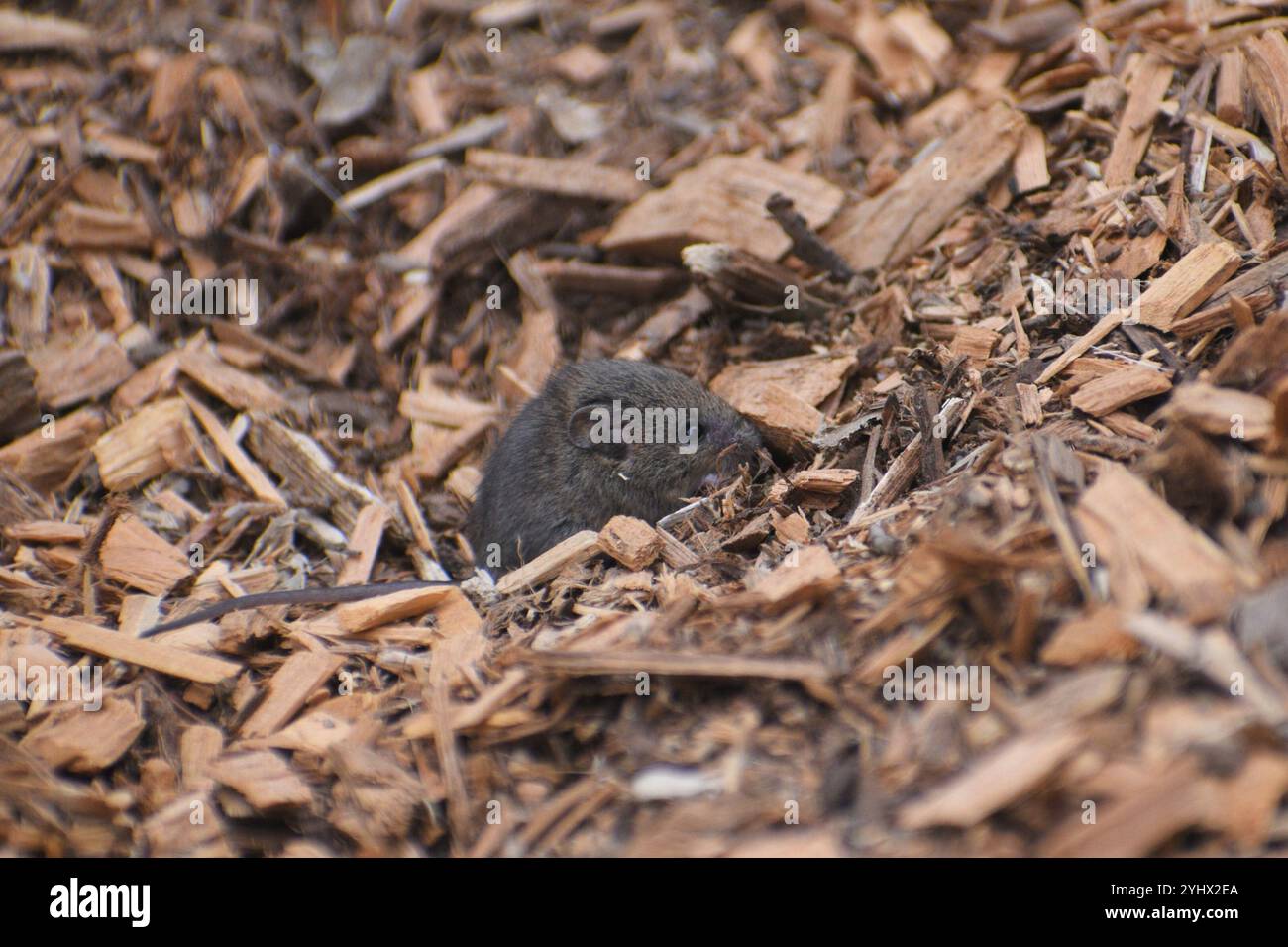 Mice, Rats, and Hamsters (Myomorpha Stock Photo - Alamy