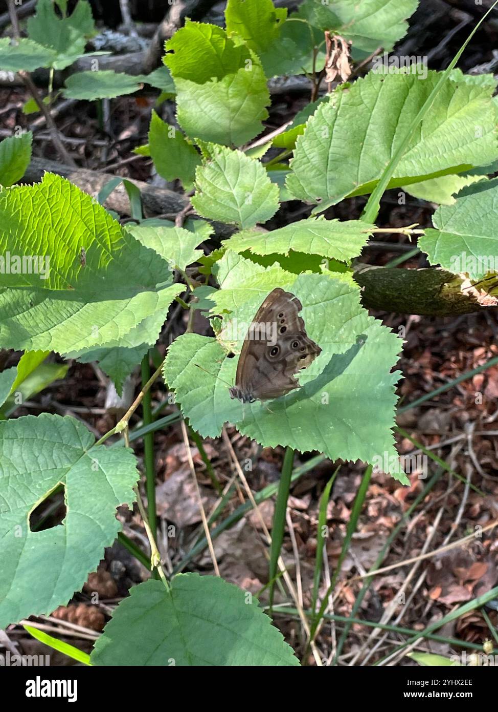 Lethe anthedon hi-res stock photography and images - Alamy