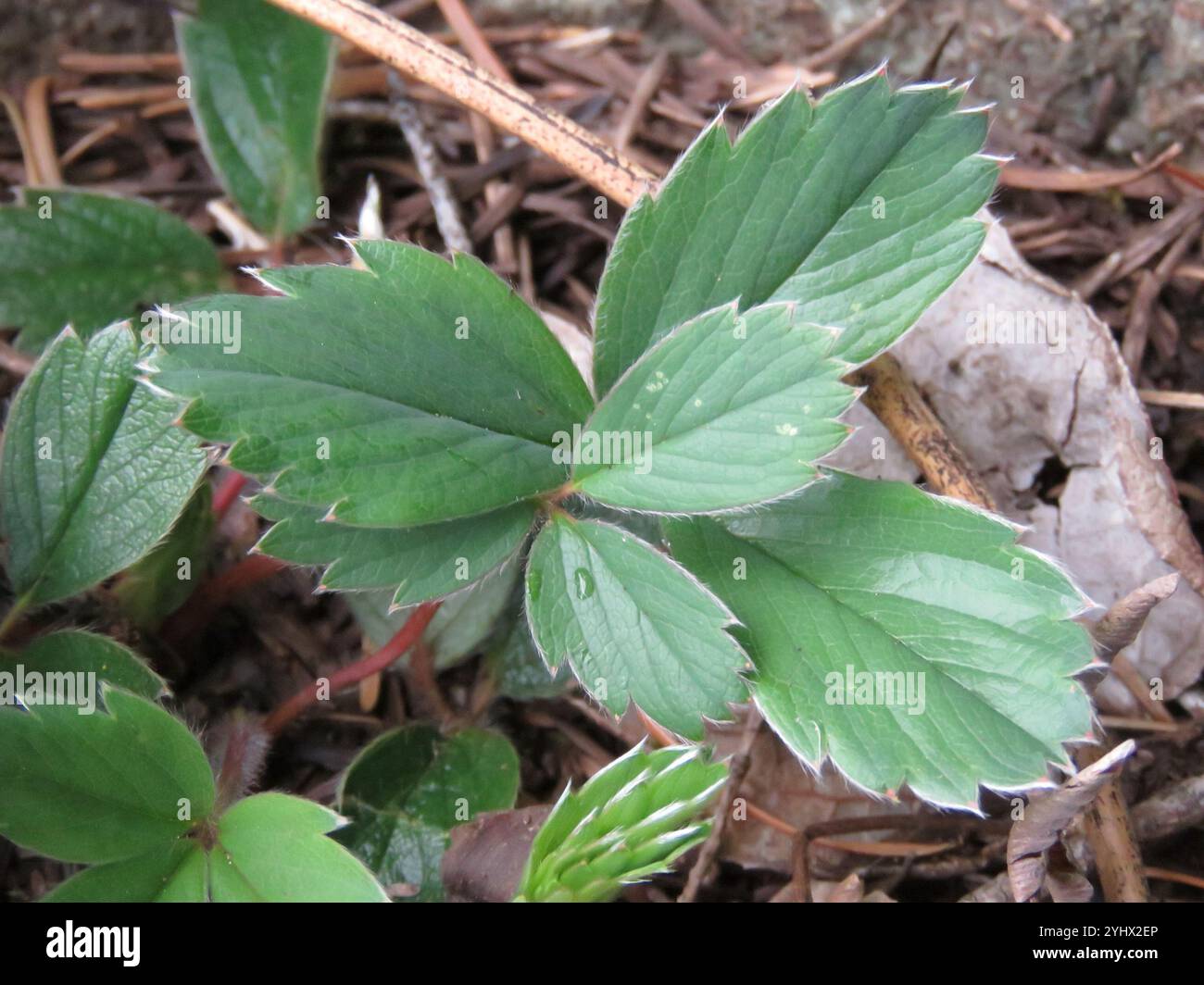 Virginia strawberry (Fragaria virginiana Stock Photo - Alamy