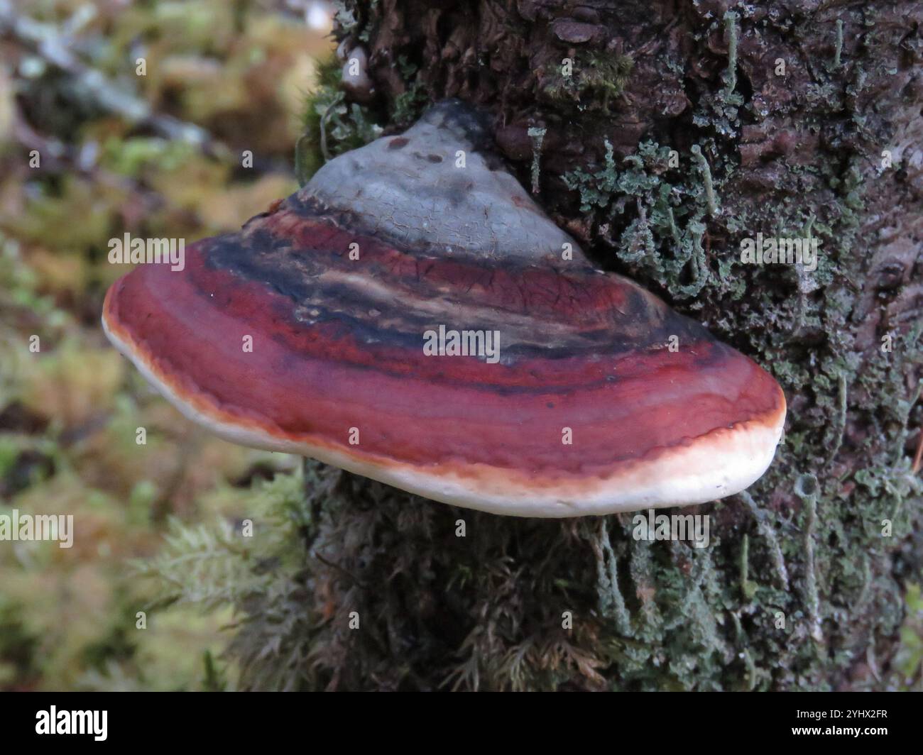 Red-banded Conks (Fomitopsis pinicola Stock Photo - Alamy