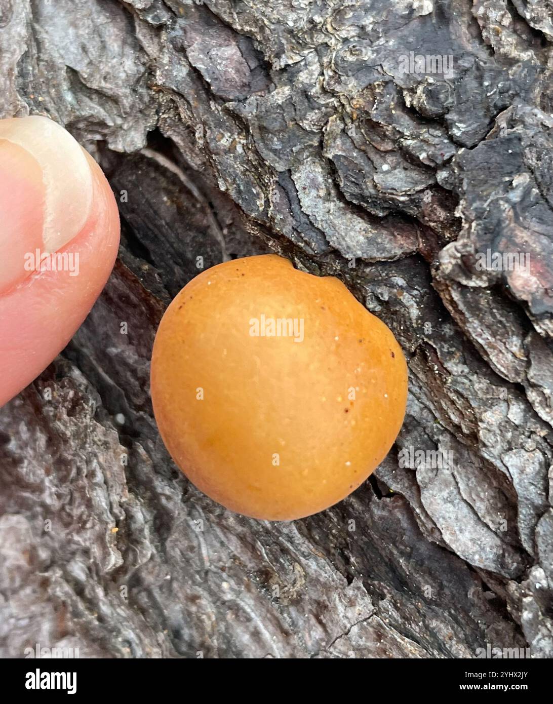 Cryptoporus hi-res stock photography and images - Alamy