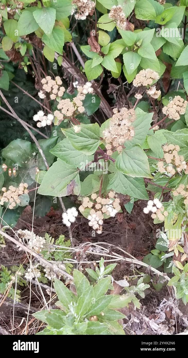 Crofton Weed (Ageratina adenophora Stock Photo - Alamy
