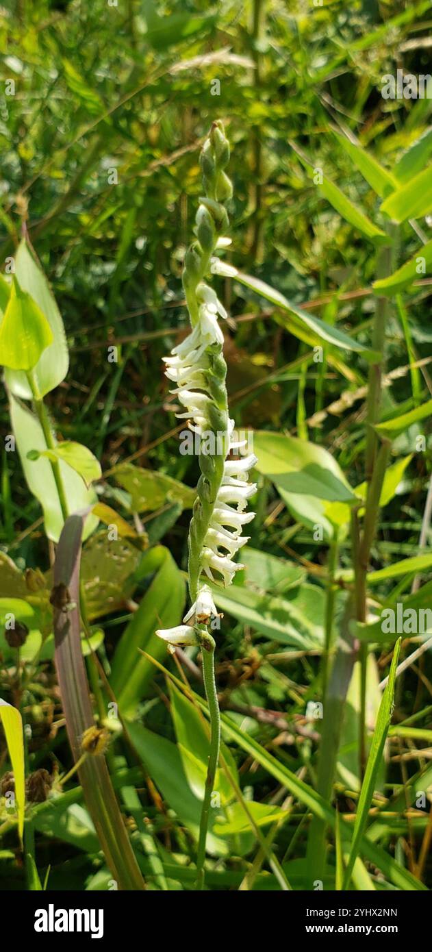Spring Ladies' Tresses (Spiranthes vernalis Stock Photo - Alamy