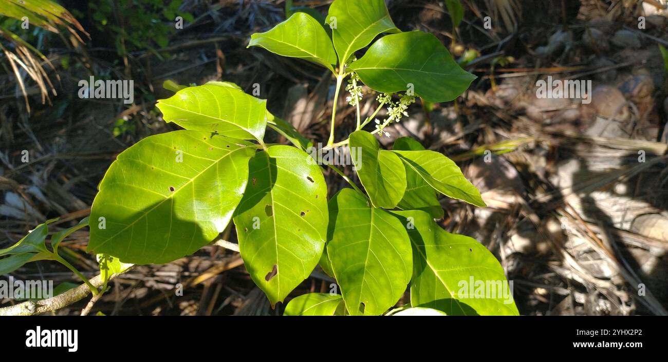 Allophylus hi-res stock photography and images - Alamy