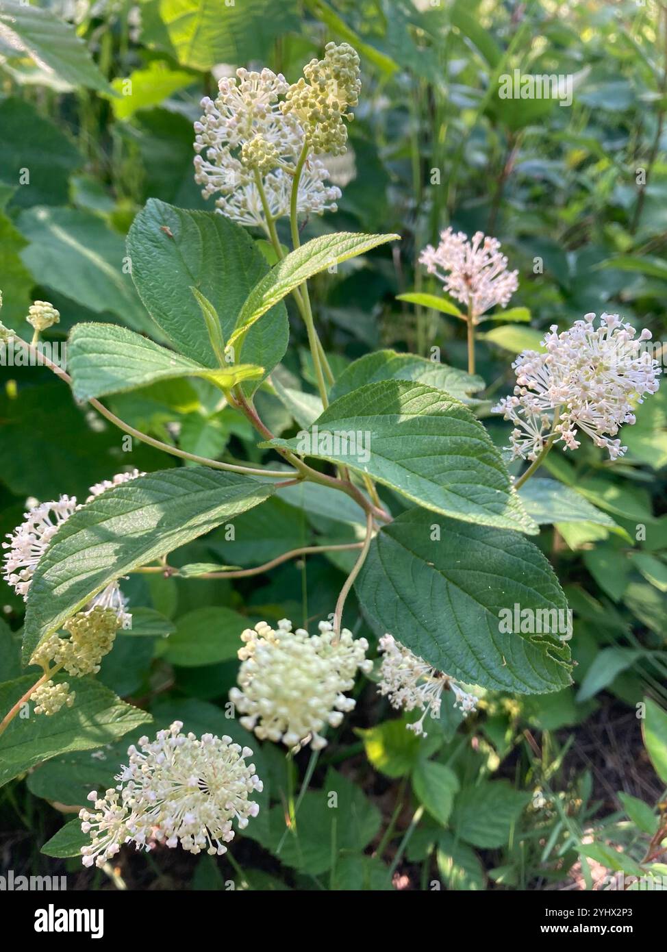 New Jersey tea (Ceanothus americanus Stock Photo - Alamy