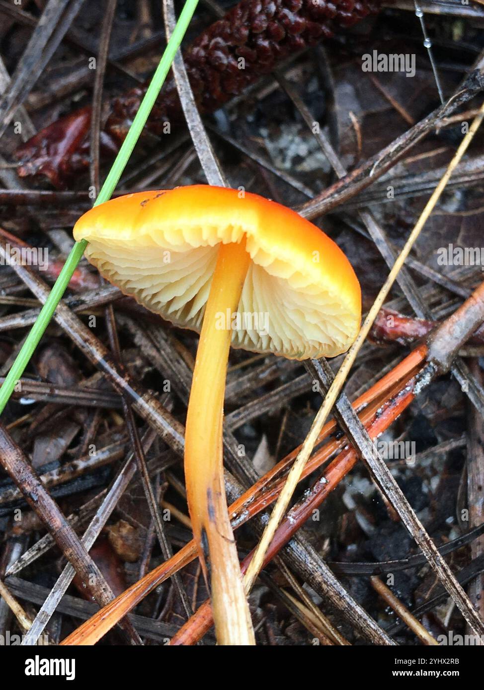 Persistent Waxcap (Hygrocybe acutoconica Stock Photo - Alamy