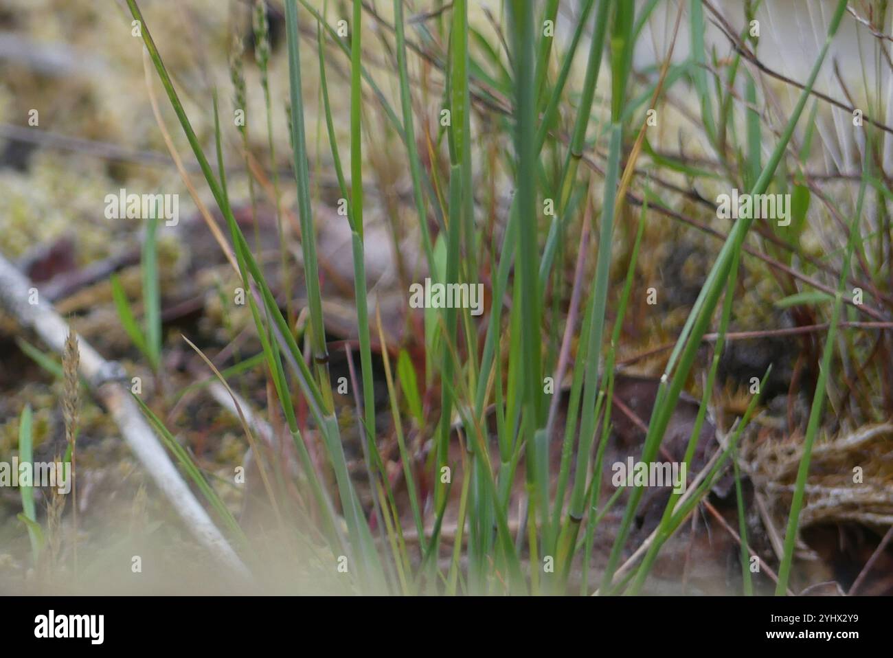 rattail sixweeks grass (Festuca myuros Stock Photo - Alamy