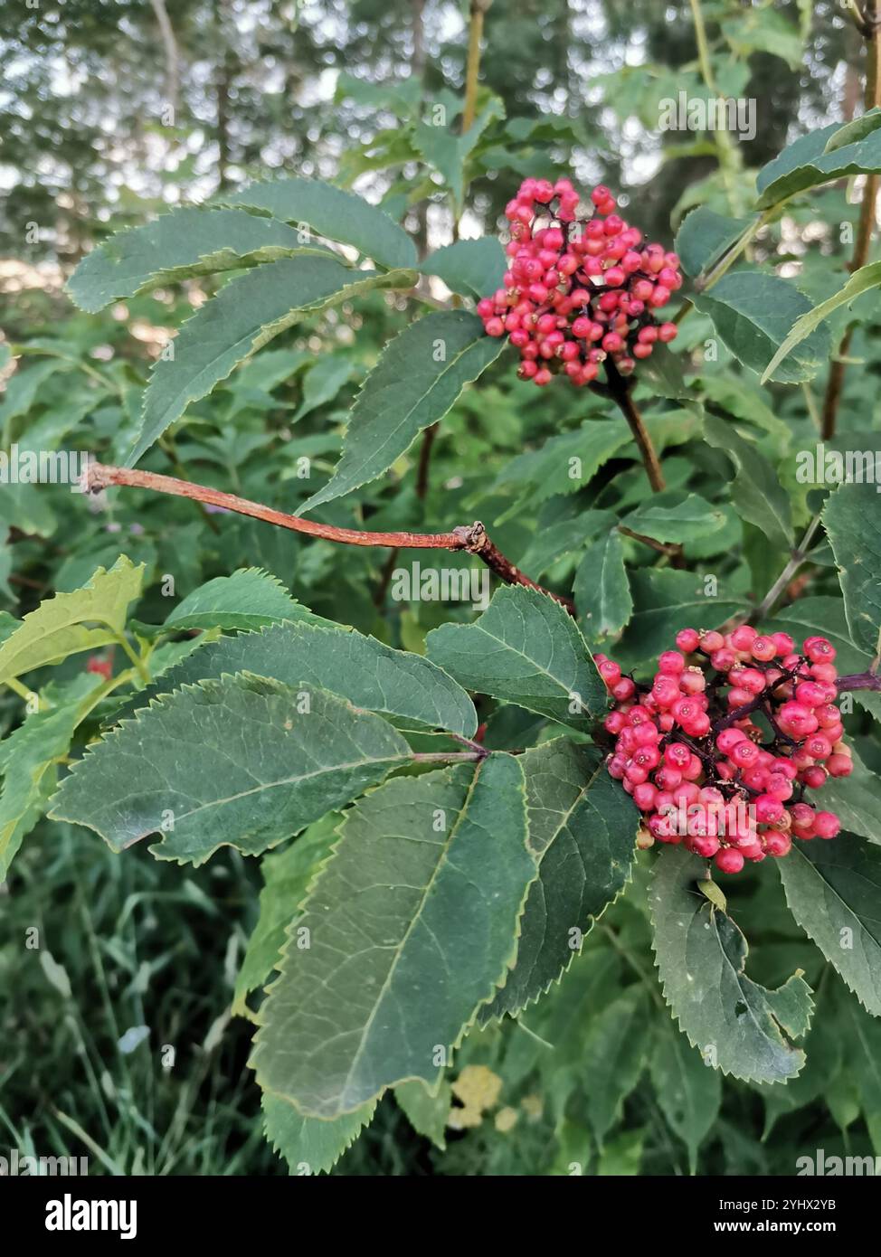 red-berried elder (Sambucus racemosa Stock Photo - Alamy