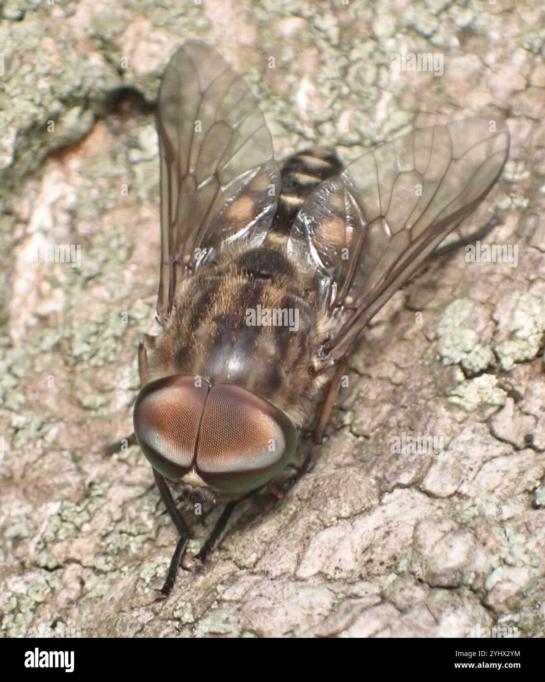 Large Marsh Horse Fly (Tabanus autumnalis Stock Photo - Alamy
