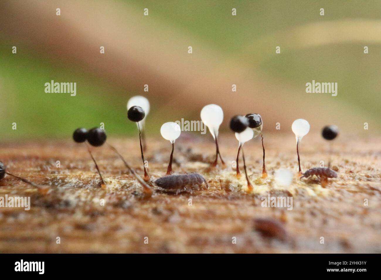Comatricha elegans hi-res stock photography and images - Alamy