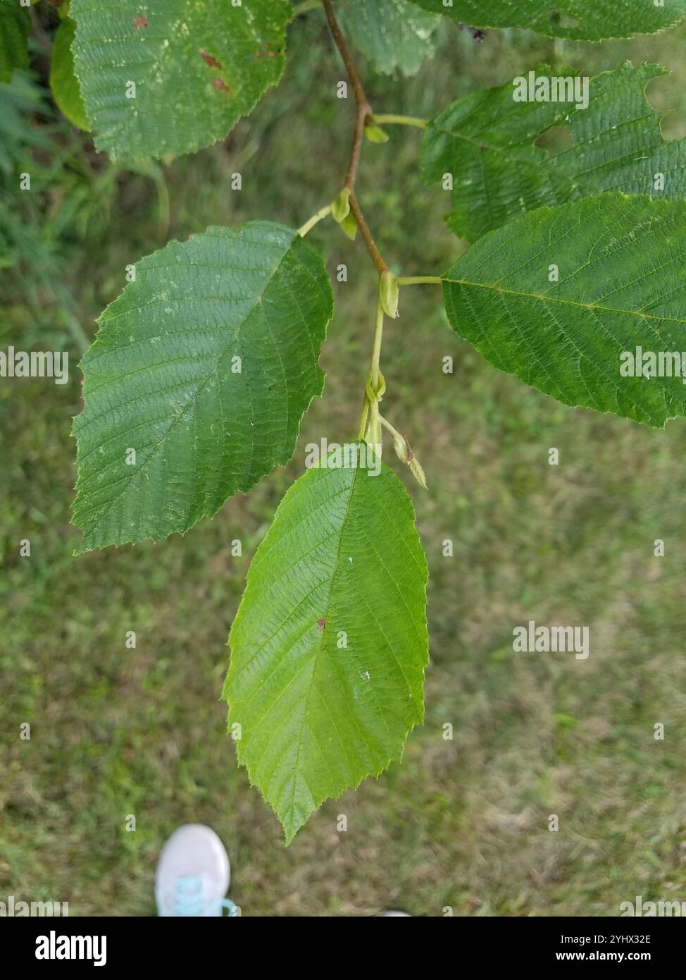 grey alder (Alnus incana Stock Photo - Alamy