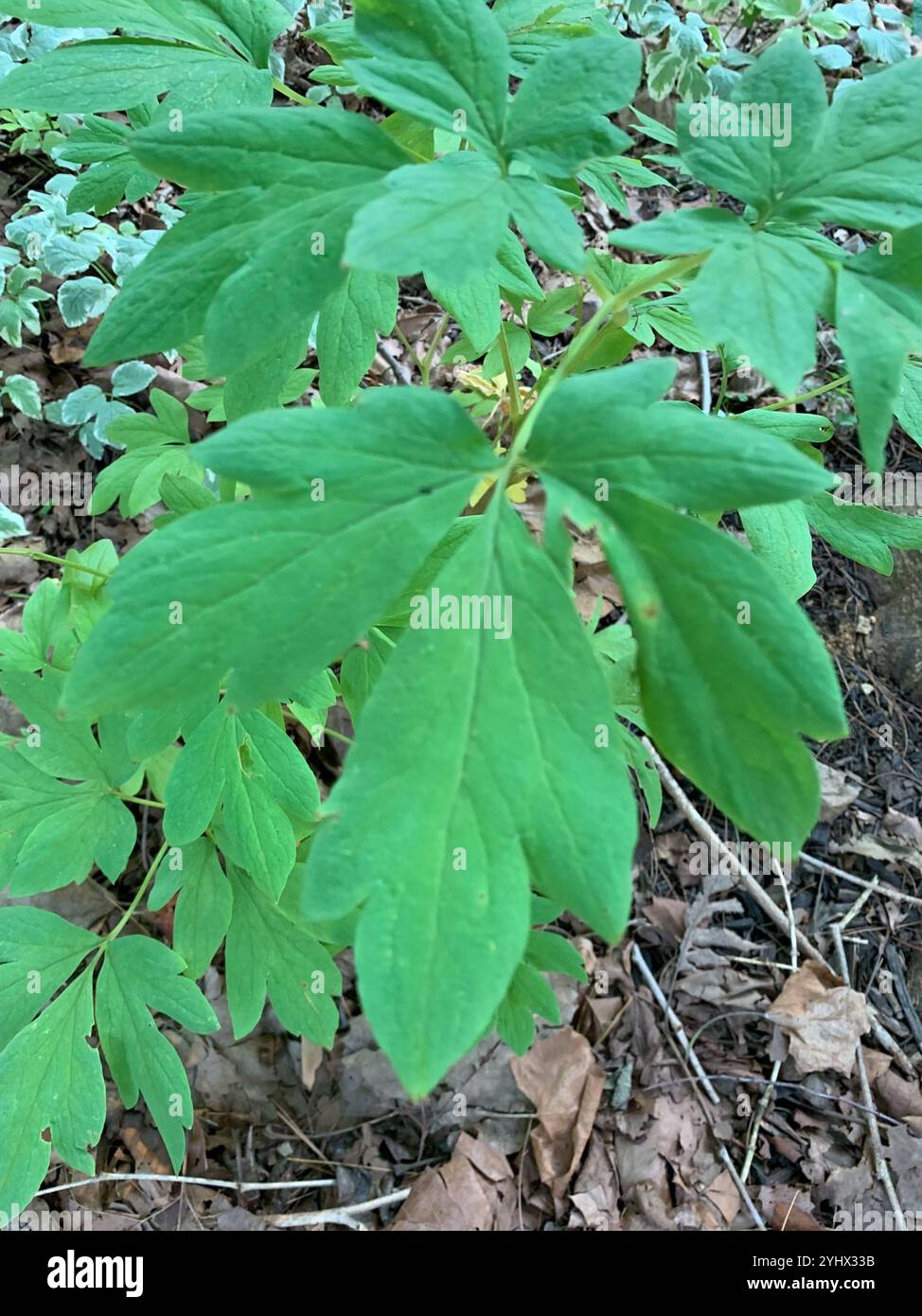 Asian Bleeding-heart (Lamprocapnos spectabilis Stock Photo - Alamy