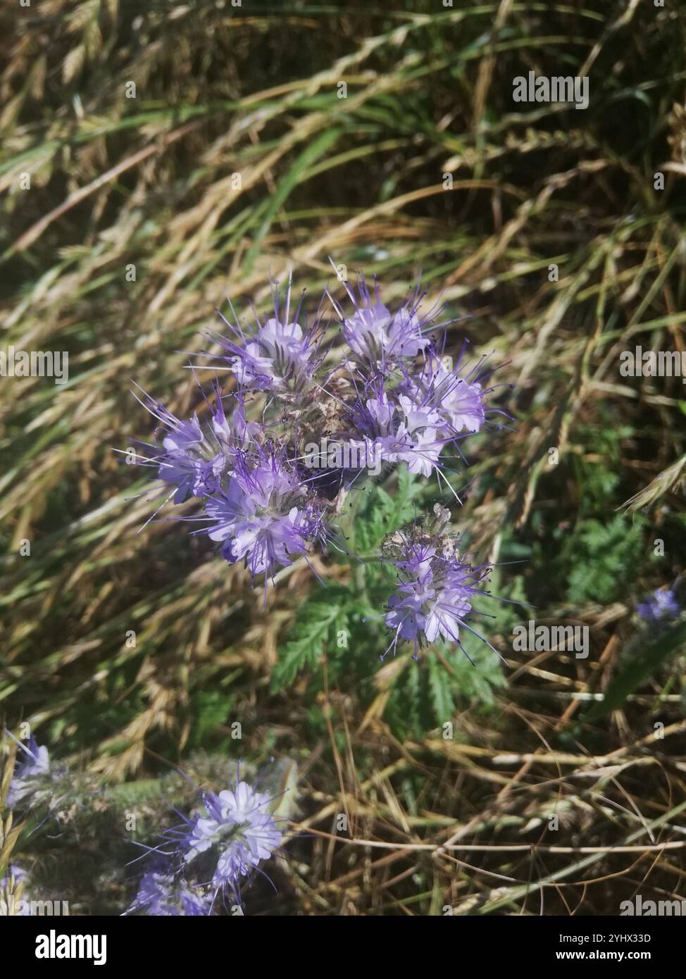 Lacy phacelia (Phacelia tanacetifolia Stock Photo - Alamy