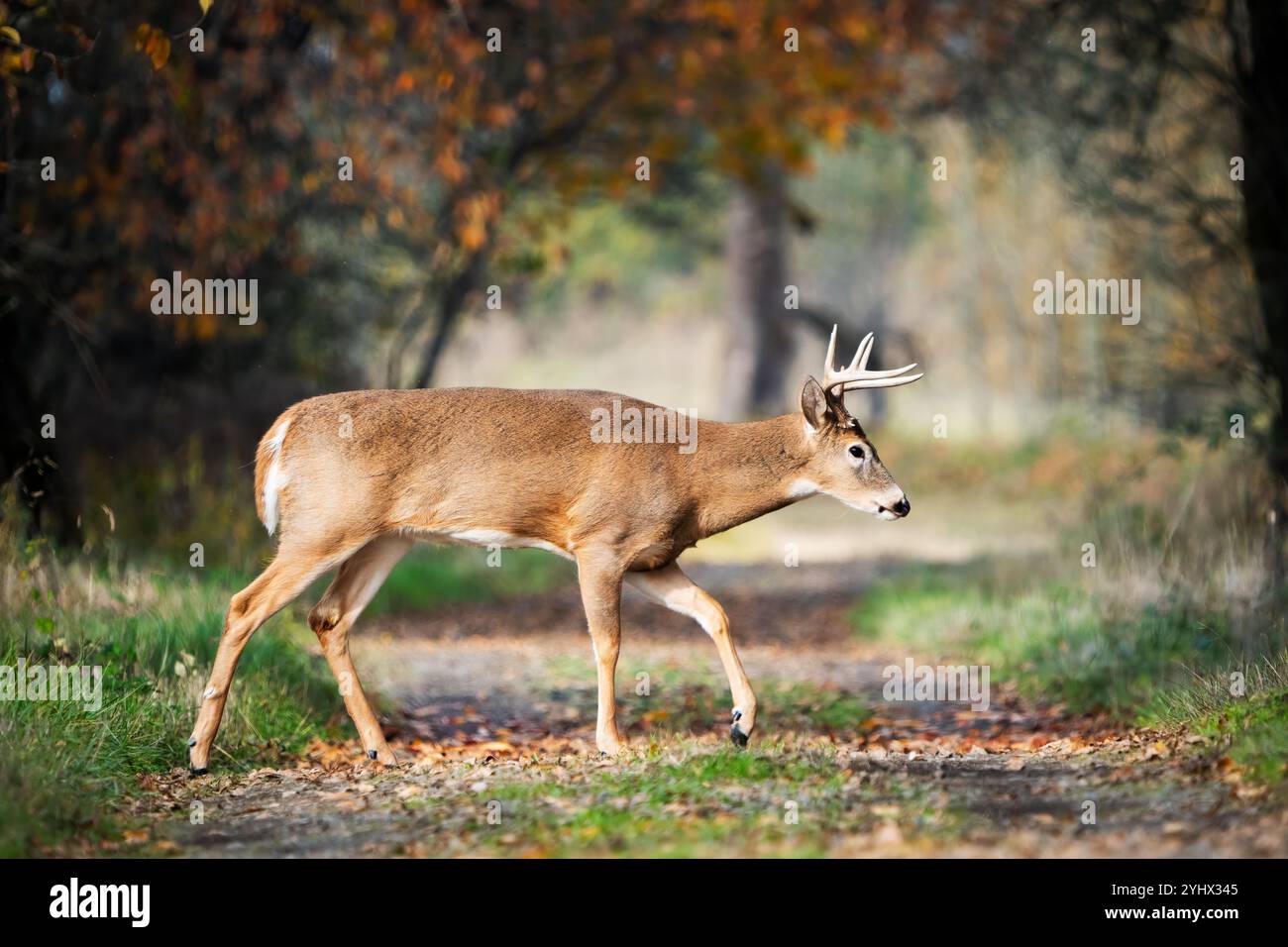 Threatened male Columbian white tail deer (Odocoileus virginianus ...