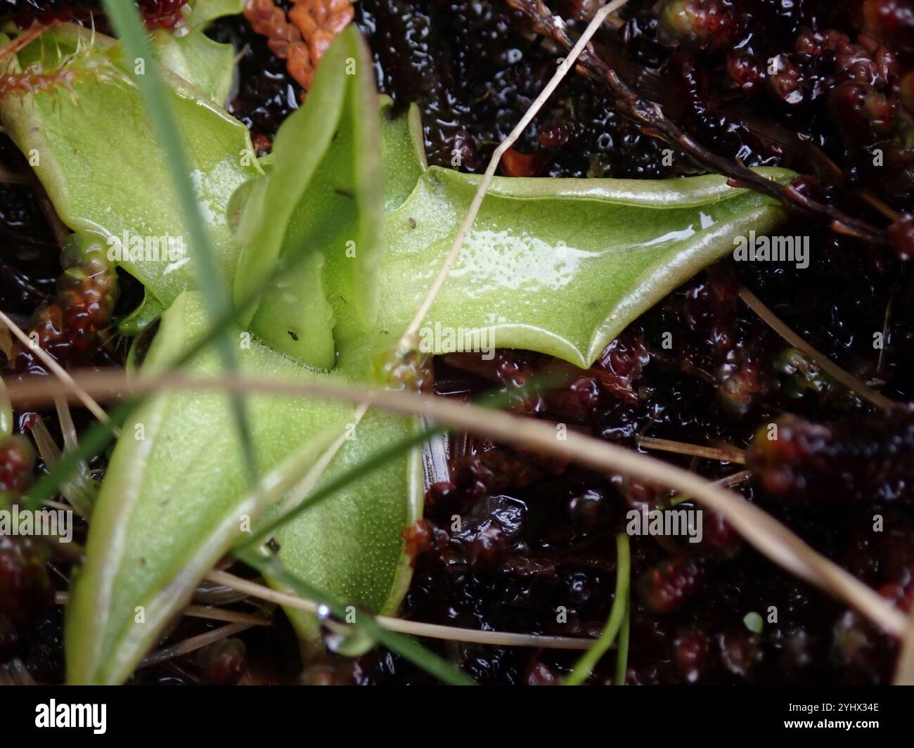 Common Butterwort (Pinguicula vulgaris Stock Photo - Alamy