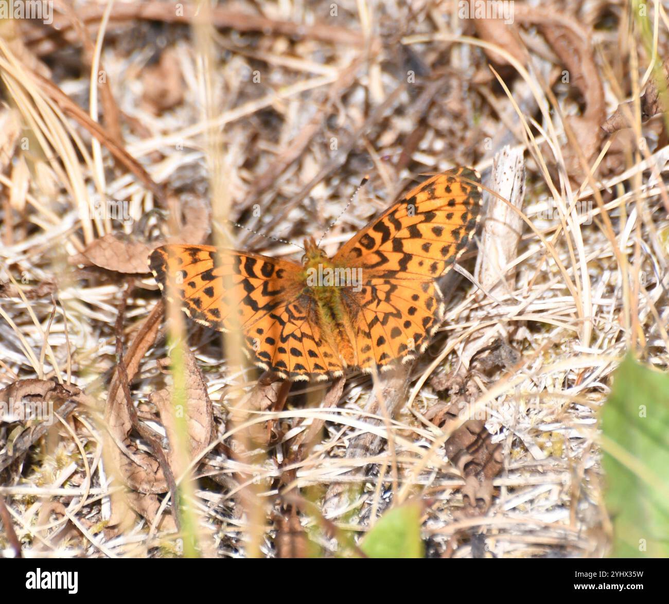 Arctic Fritillary (Boloria chariclea Stock Photo - Alamy