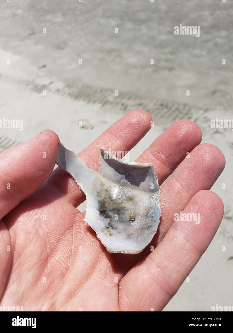 Channeled Whelk (Busycotypus canaliculatus Stock Photo - Alamy