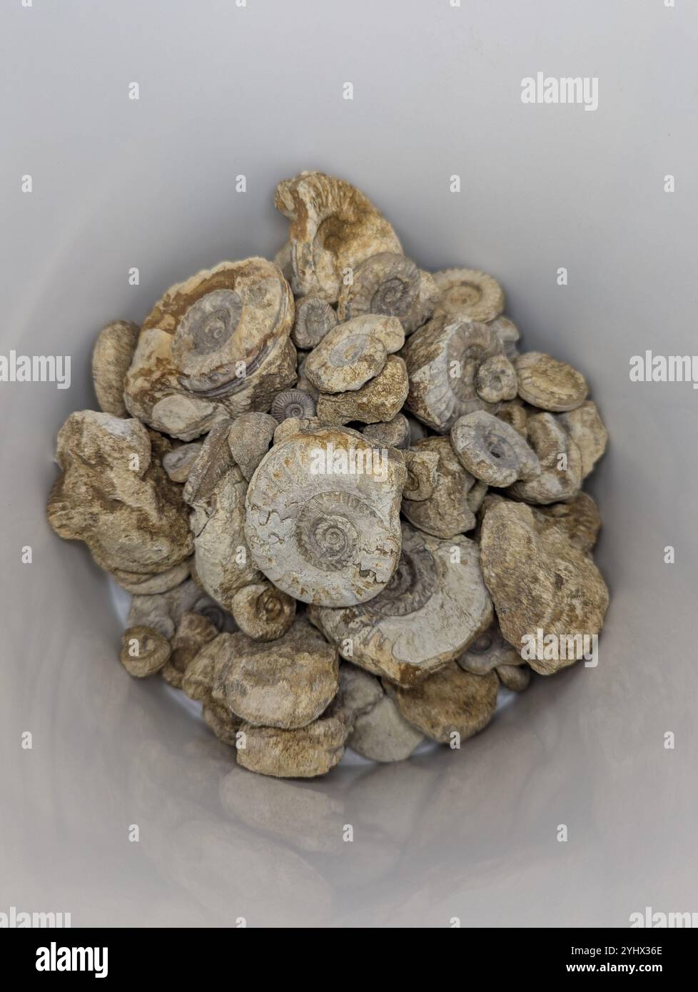 Common ammonites hi-res stock photography and images - Alamy