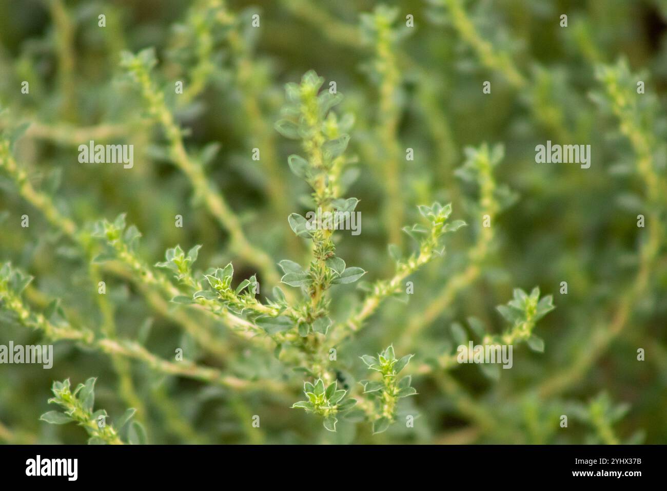 prostrate pigweed (Amaranthus albus Stock Photo - Alamy