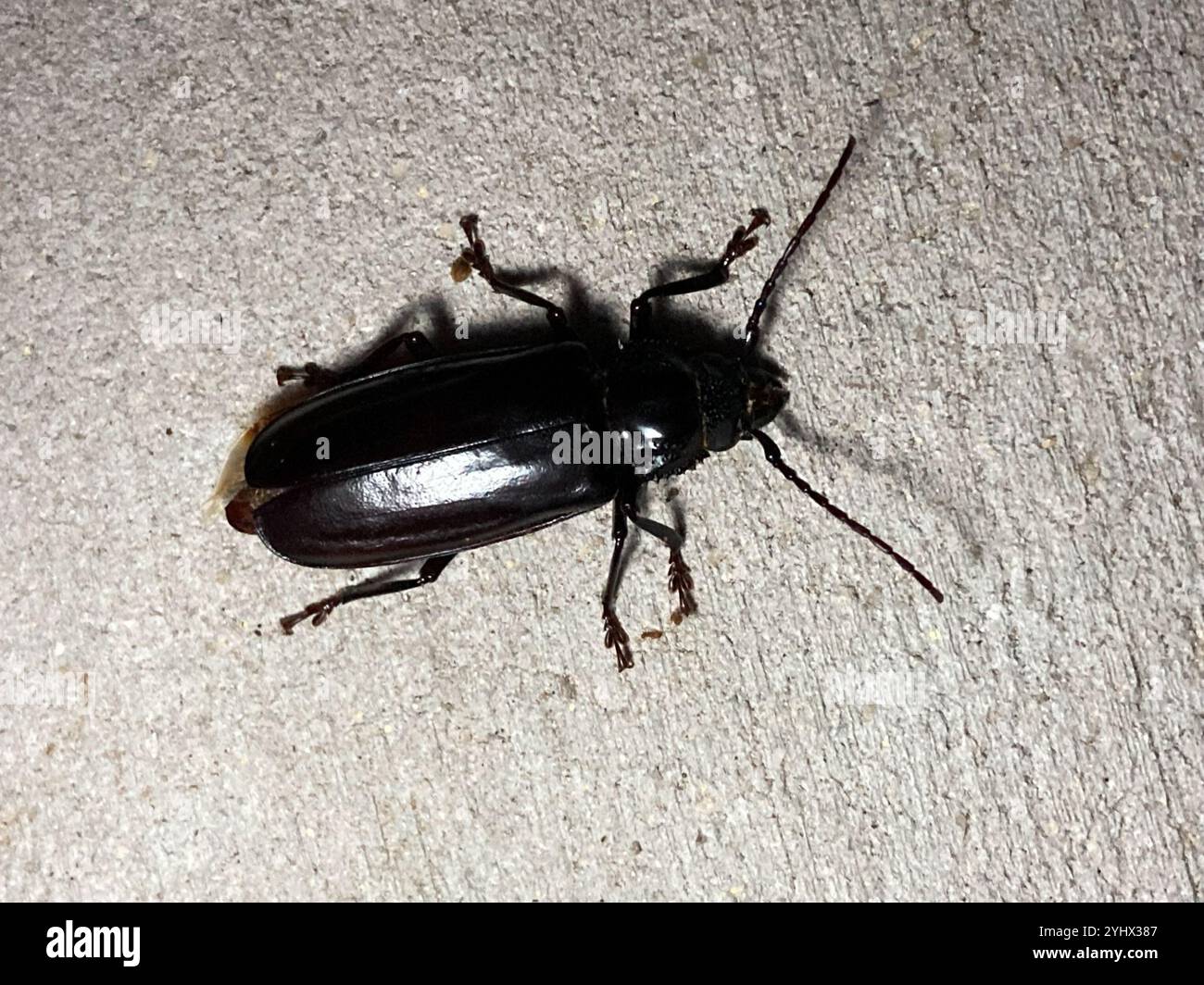 Hardwood Stump Borer (Mallodon dasystomus Stock Photo - Alamy