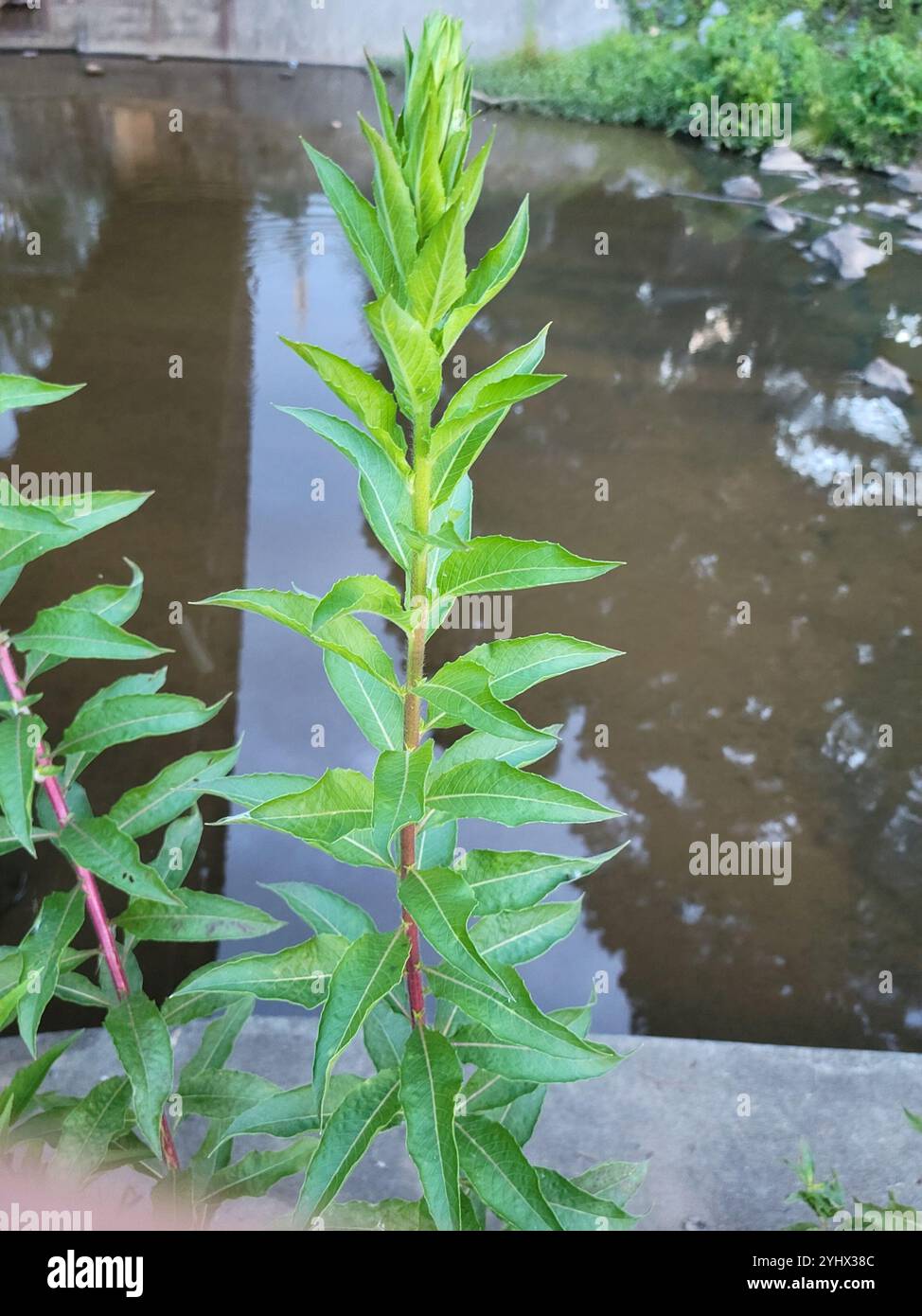 Swamp loosestrife decodon verticillatus hi-res stock photography and ...