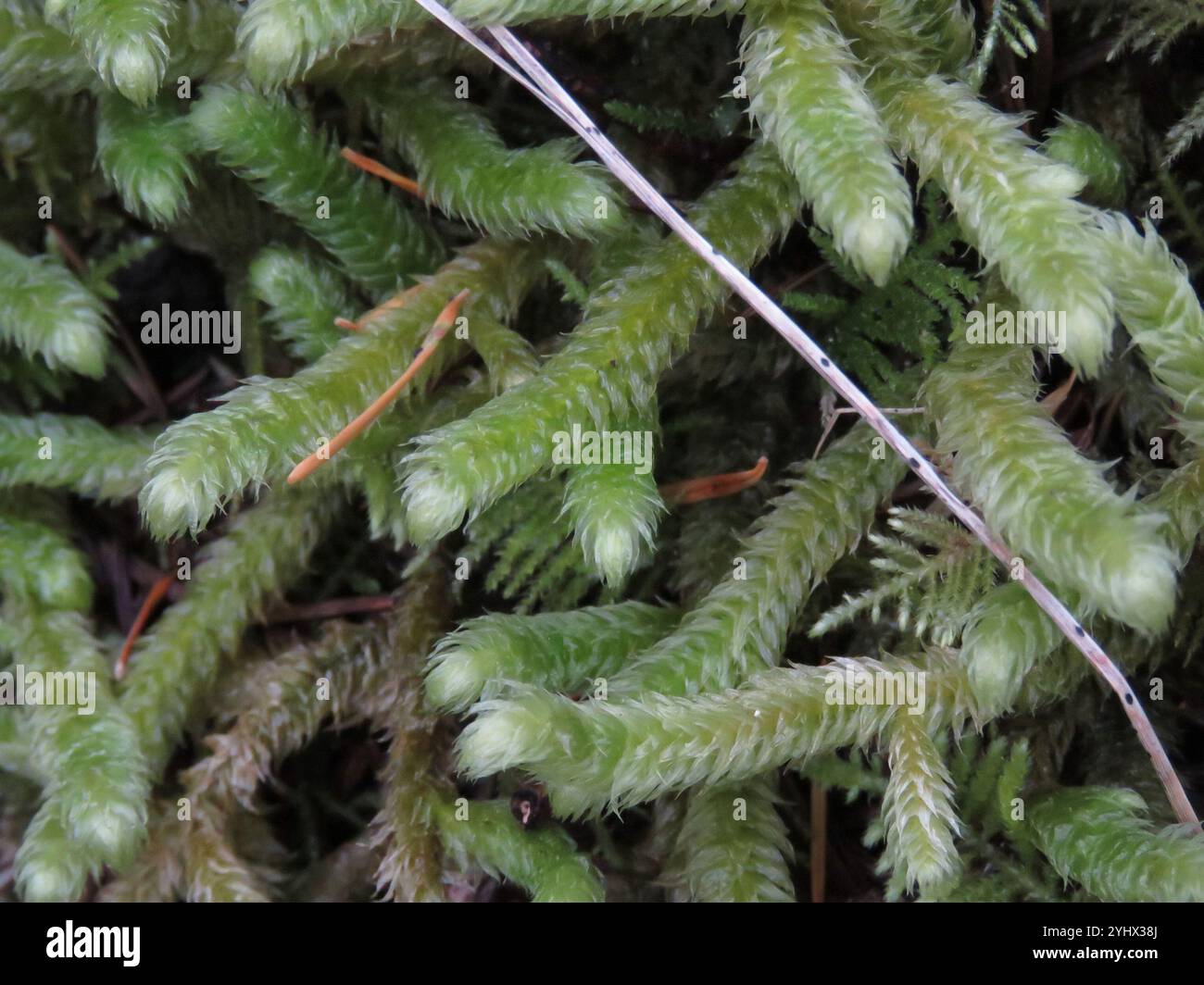 Pipecleaner Moss (Rhytidiopsis robusta Stock Photo - Alamy