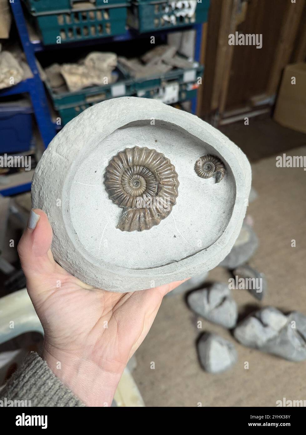 Androgynoceras ammonite from Charmouth beach on the Jurassic coast ...