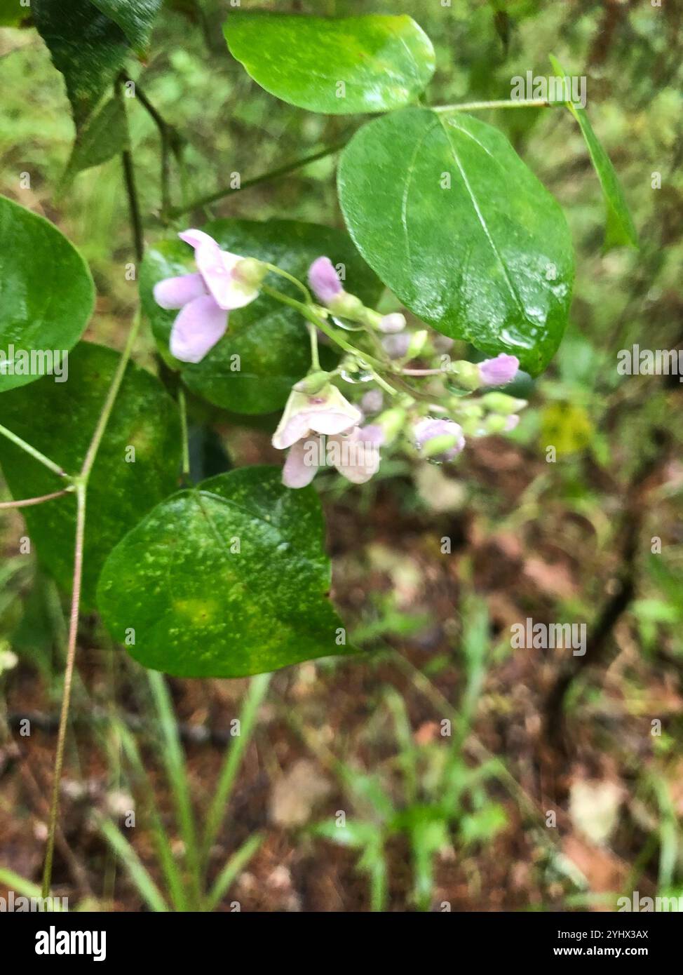 Thicket Bean (Phaseolus polystachios Stock Photo - Alamy