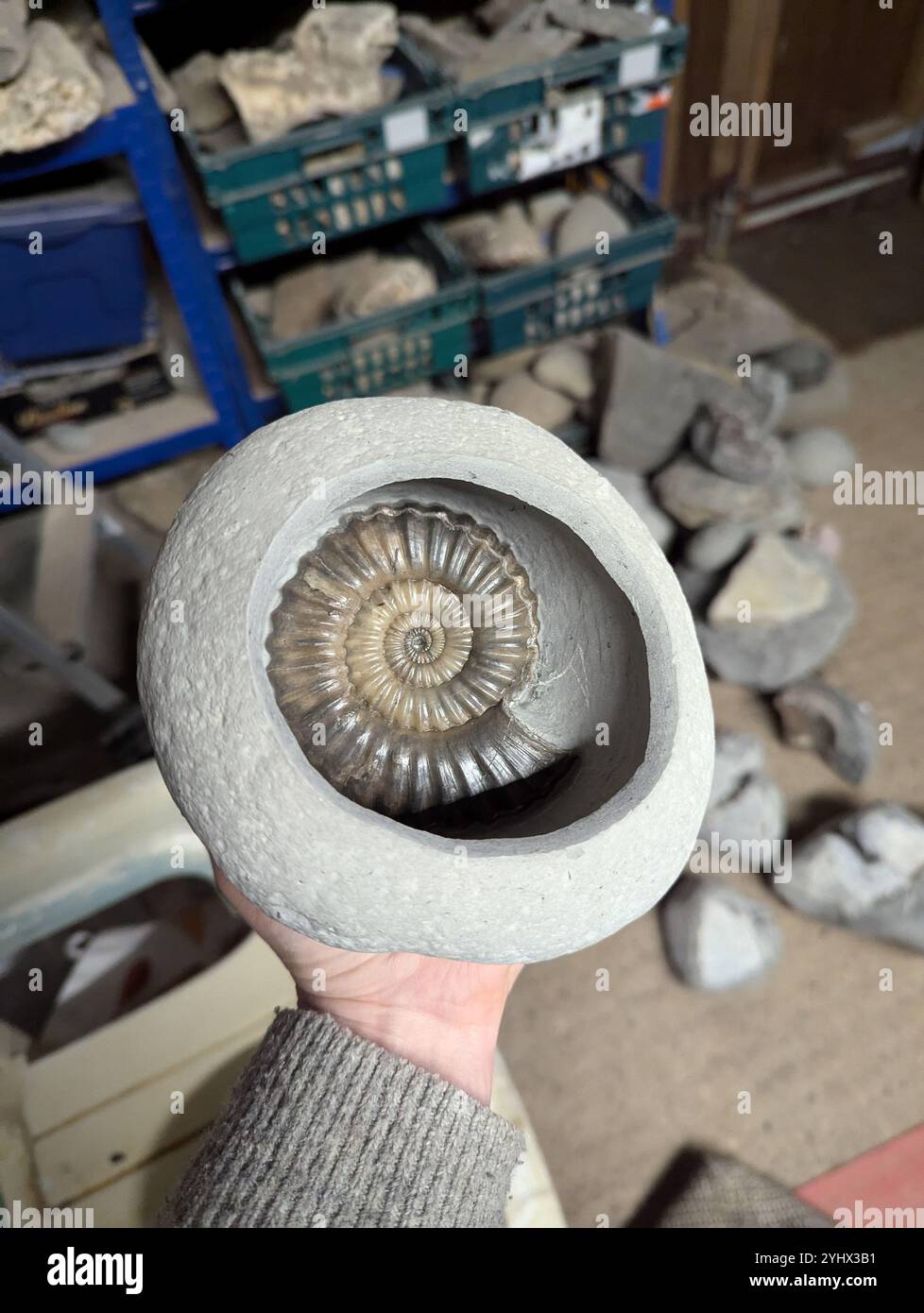 Androgynoceras ammonite from Charmouth beach on the Jurassic coast ...