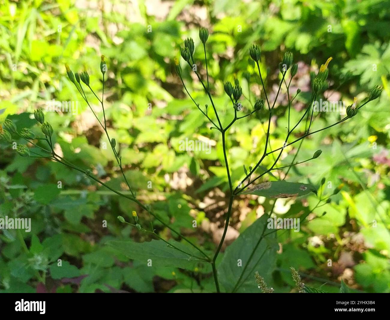 nipplewort (Lapsana communis Stock Photo - Alamy