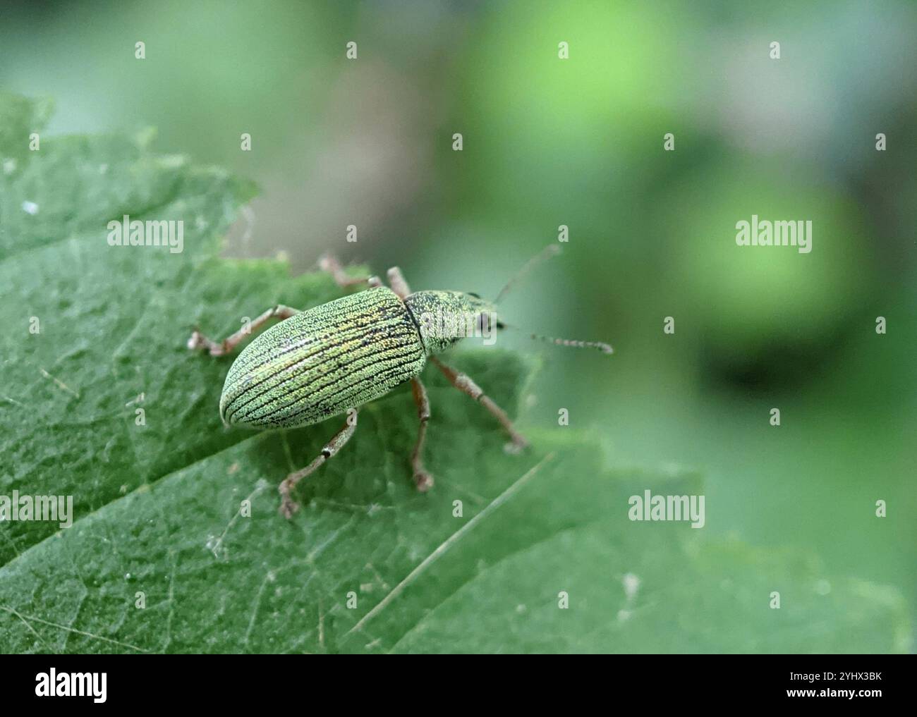 Green Immigrant Leaf Weevil (Polydrusus formosus Stock Photo - Alamy
