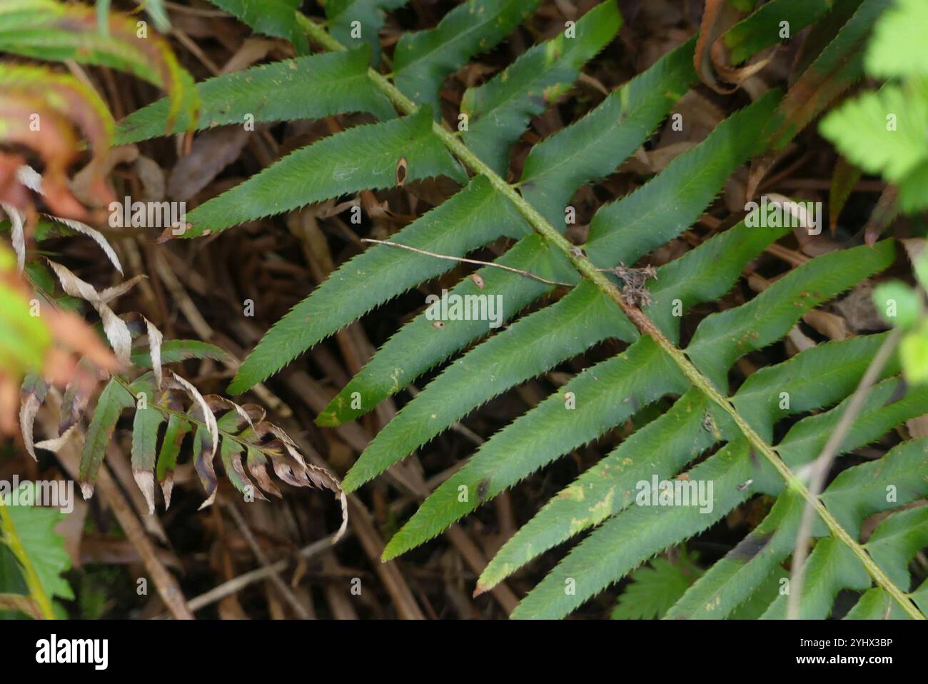 western sword fern (Polystichum munitum Stock Photo - Alamy