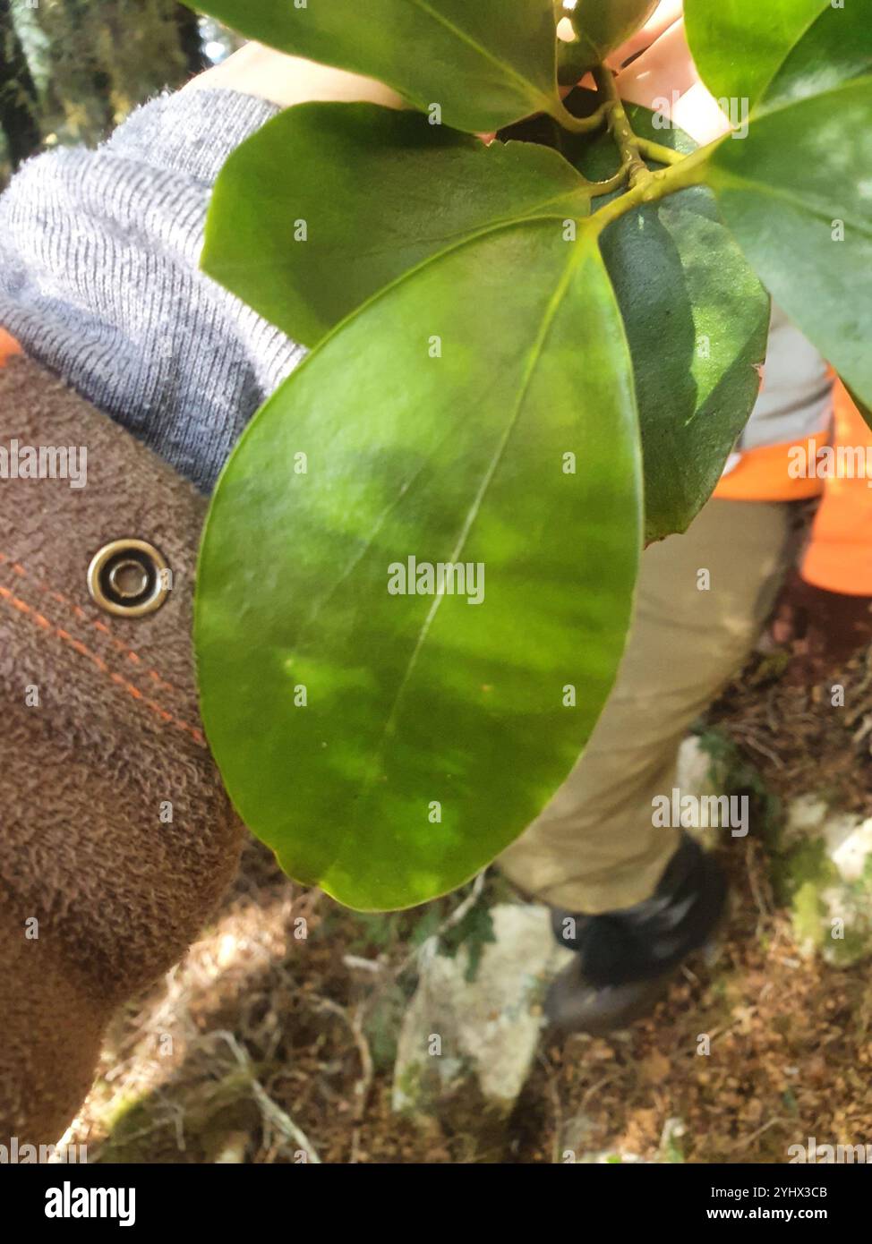 New Zealand Broadleaf (Griselinia littoralis Stock Photo - Alamy